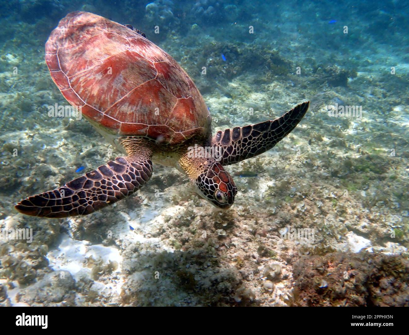 snorkeling with a sea turtle at moalboal on cebu island Stock Photo - Alamy