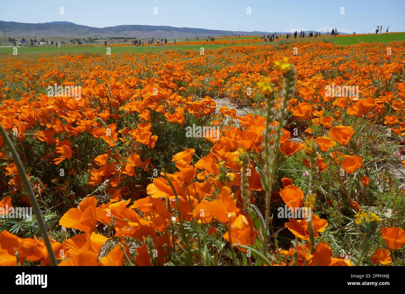 Lancaster, California, USA 23rd April 2023 Poppies at Antelope Valley ...