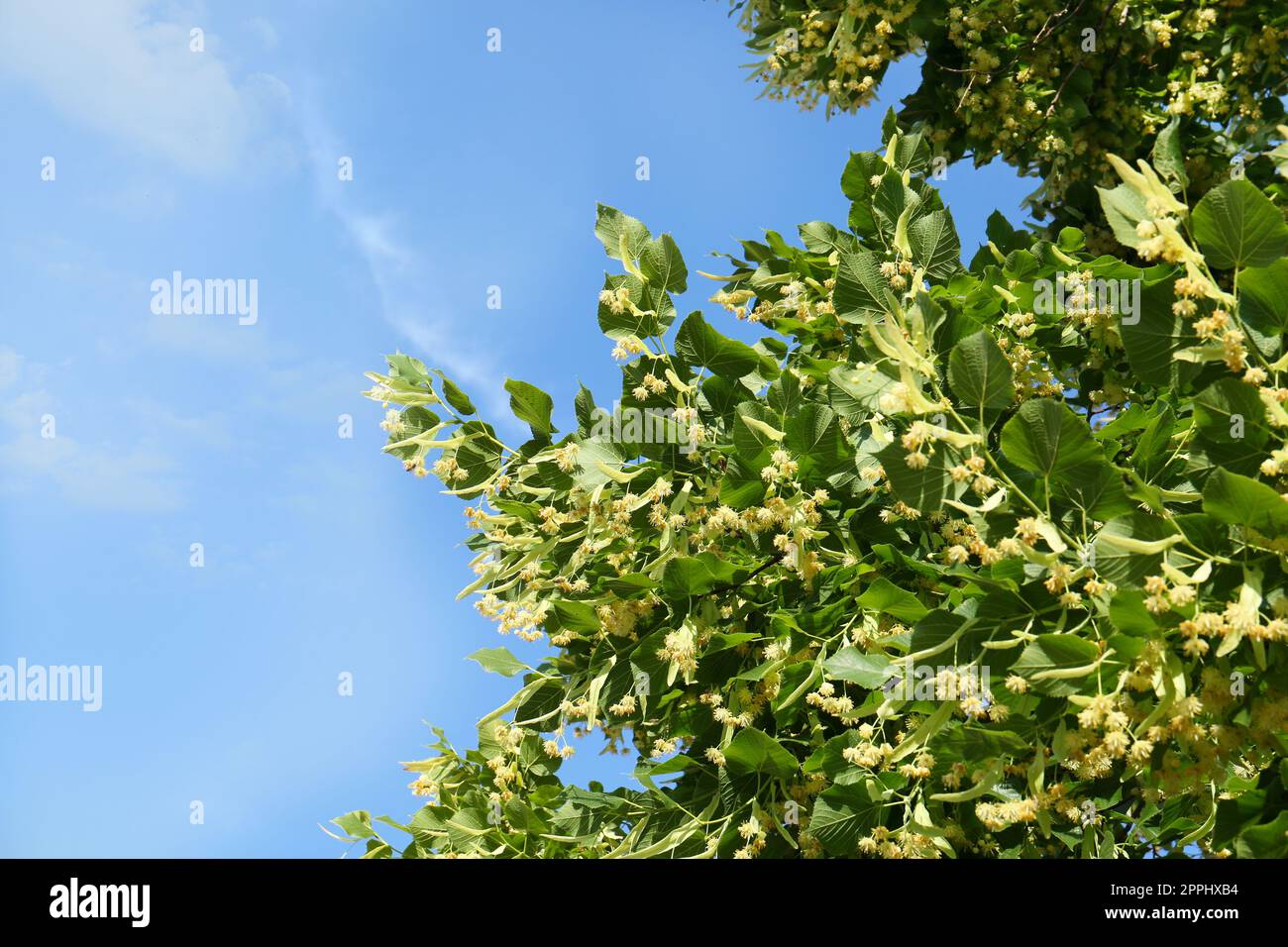 Beautiful linden tree with blossoms and green leaves against blue sky ...