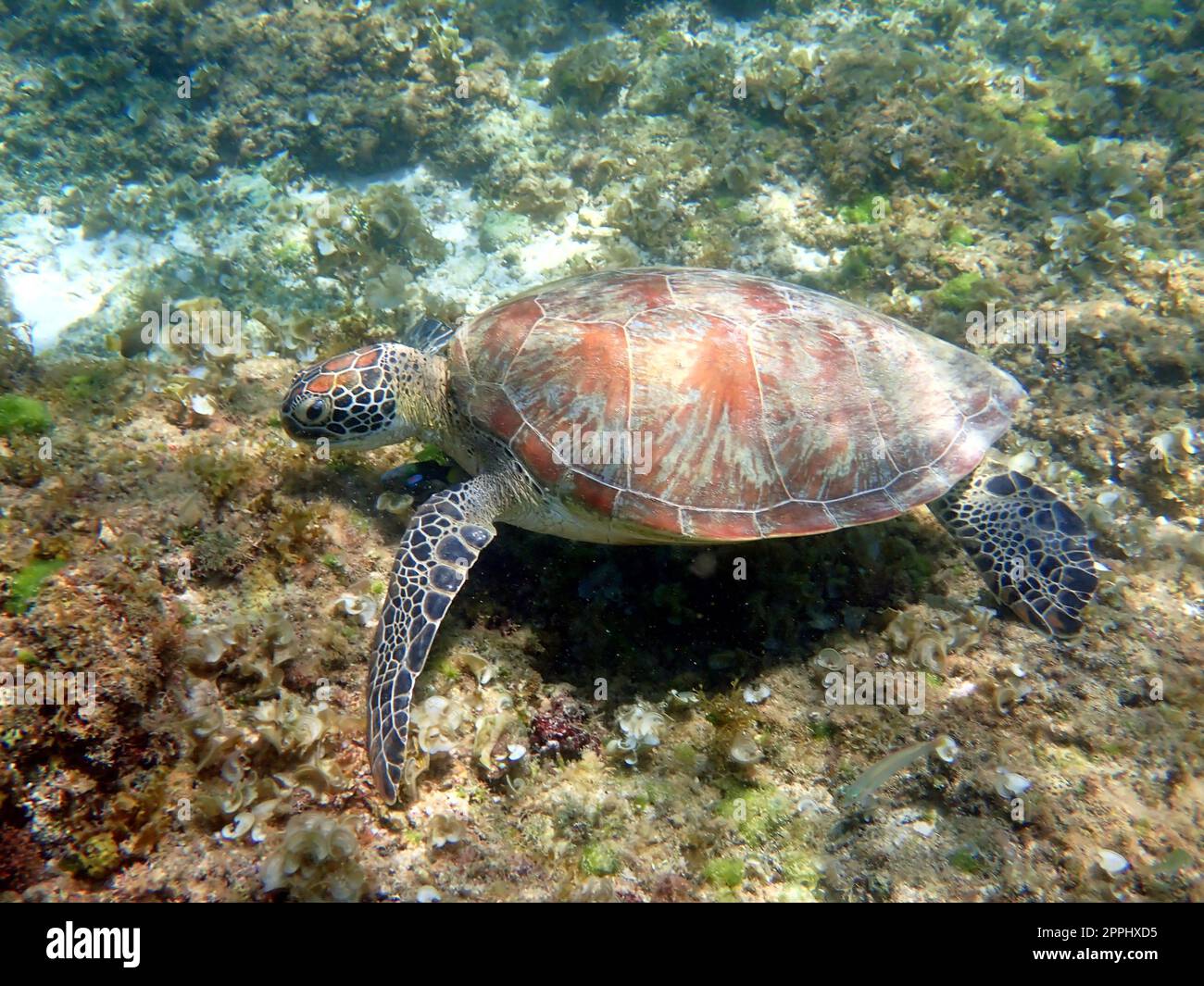 snorkeling with a sea turtle at moalboal on cebu island Stock Photo - Alamy