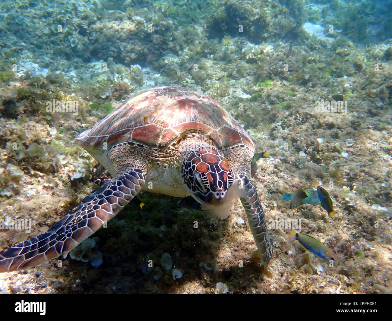 snorkeling with a sea turtle at moalboal on cebu island Stock Photo - Alamy