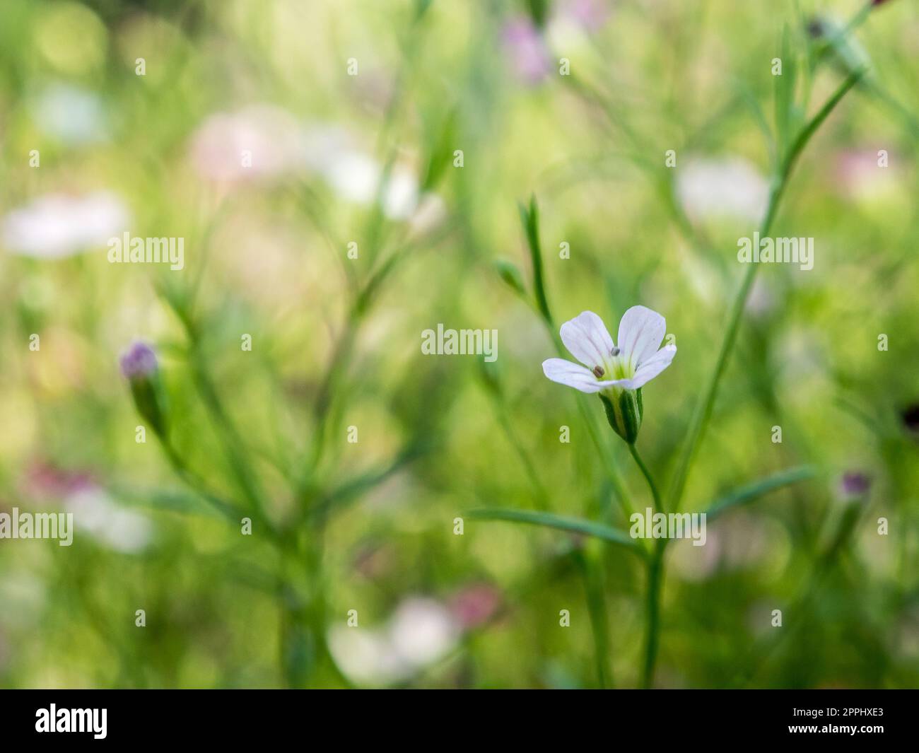 Gypso flower hi-res stock photography and images - Alamy