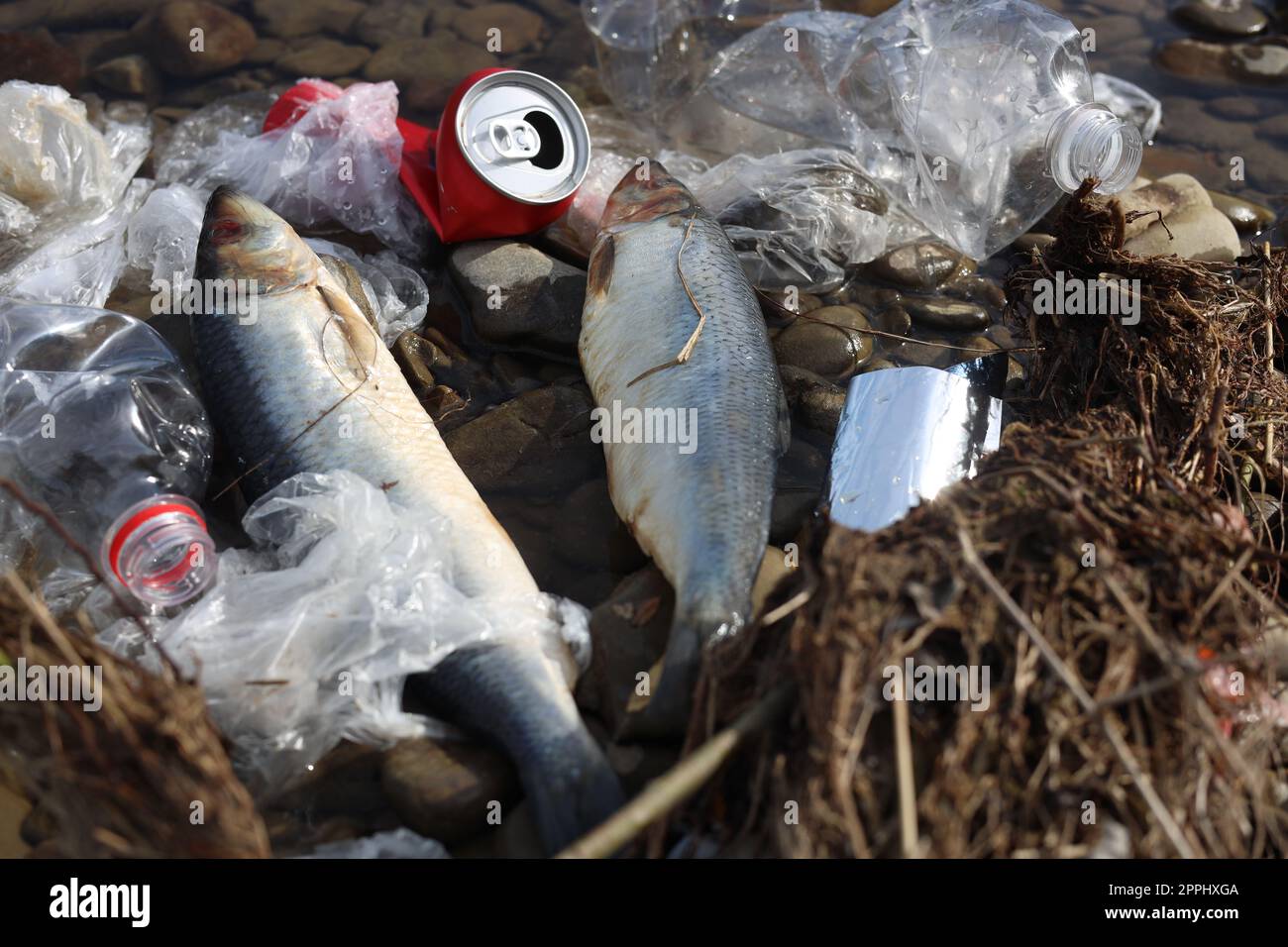 Dead fishes among trash near river. Environmental pollution concept ...