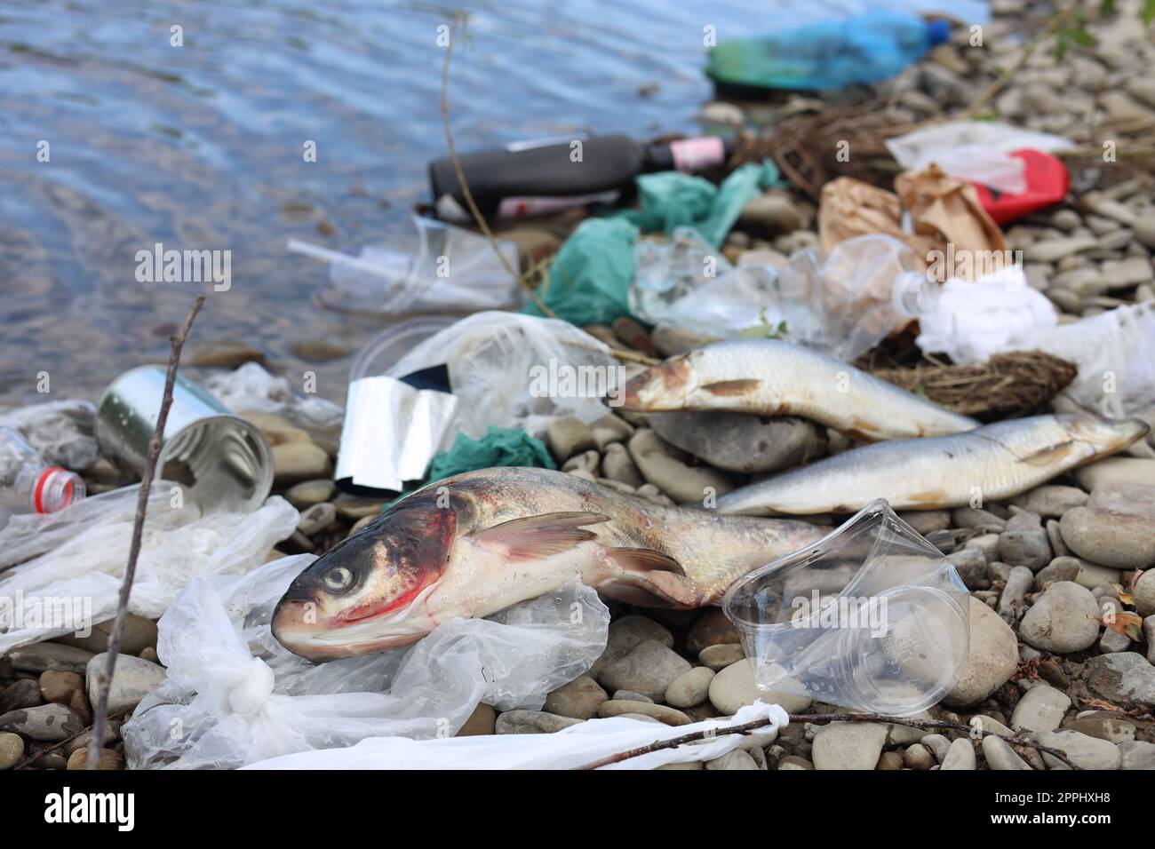 Dead fishes among trash on stones near river. Environmental pollution ...