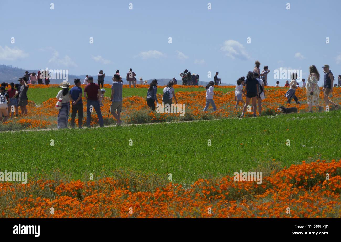 Lancaster, California, USA 23rd April 2023 Poppies at Antelope Valley ...