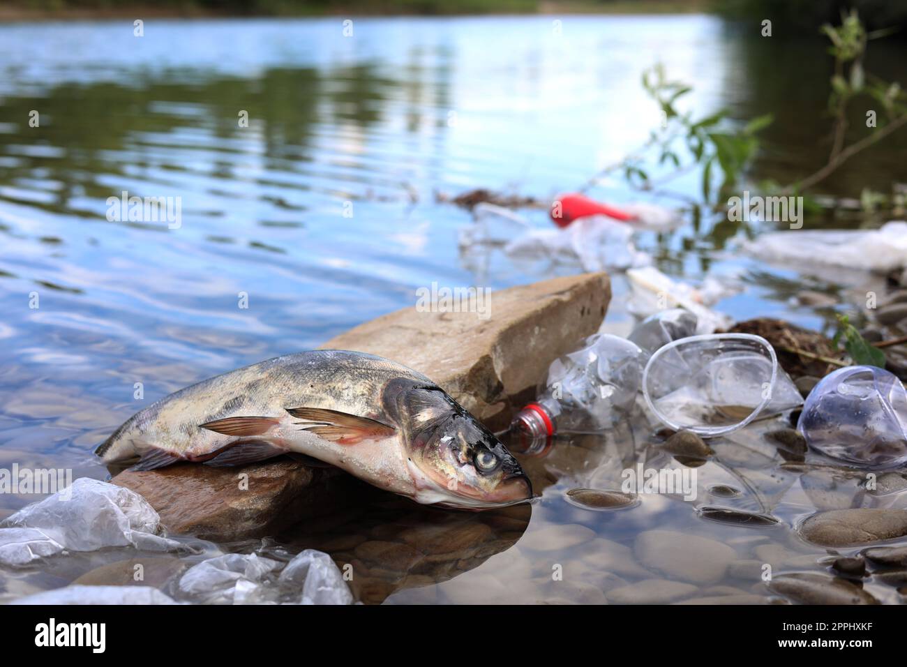 Dead fish on stone among trash in river. Environmental pollution ...