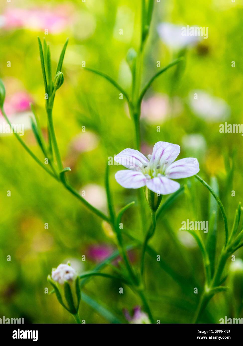 Gypso flower hi-res stock photography and images - Alamy