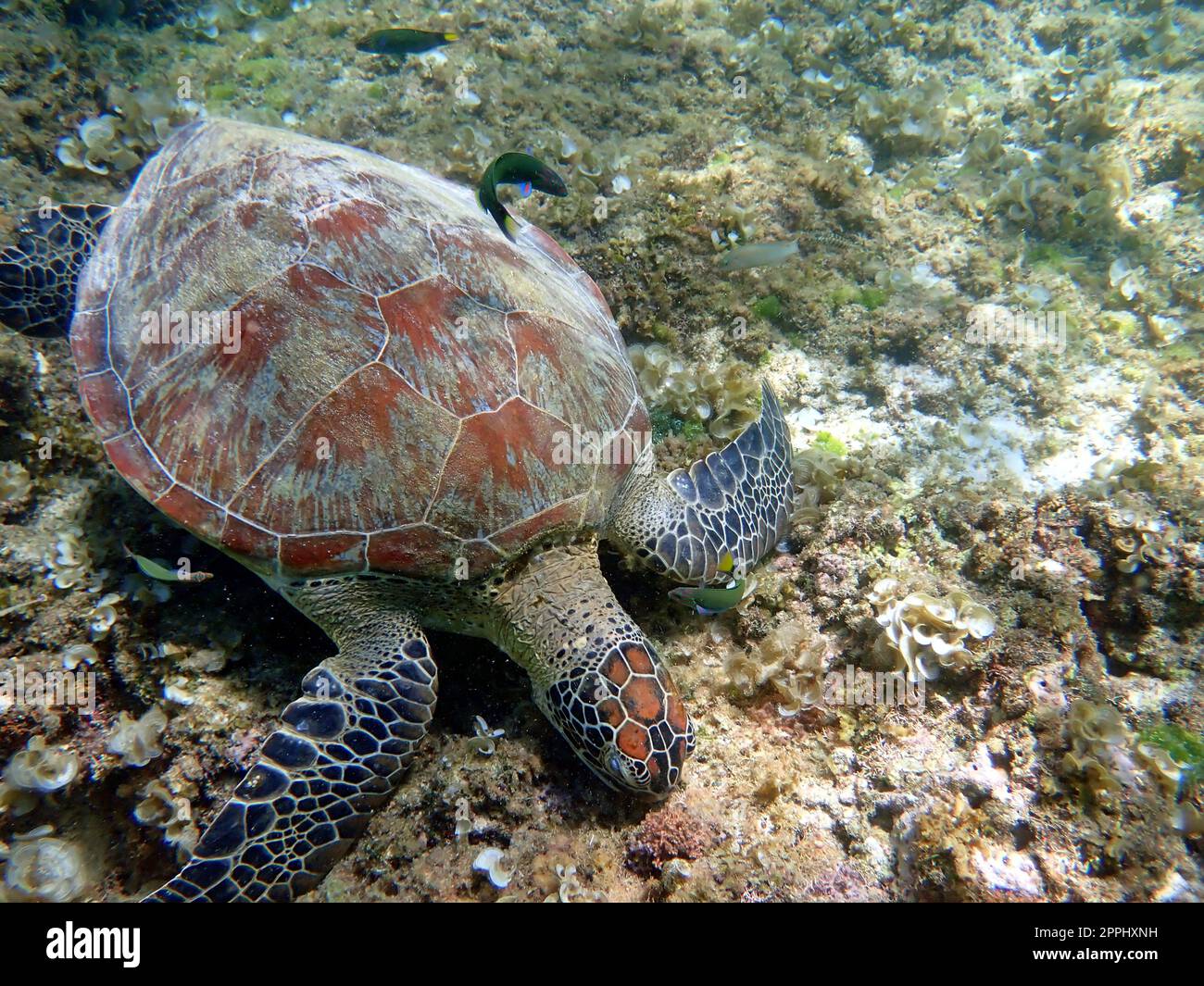 snorkeling with a sea turtle at moalboal on cebu island Stock Photo - Alamy