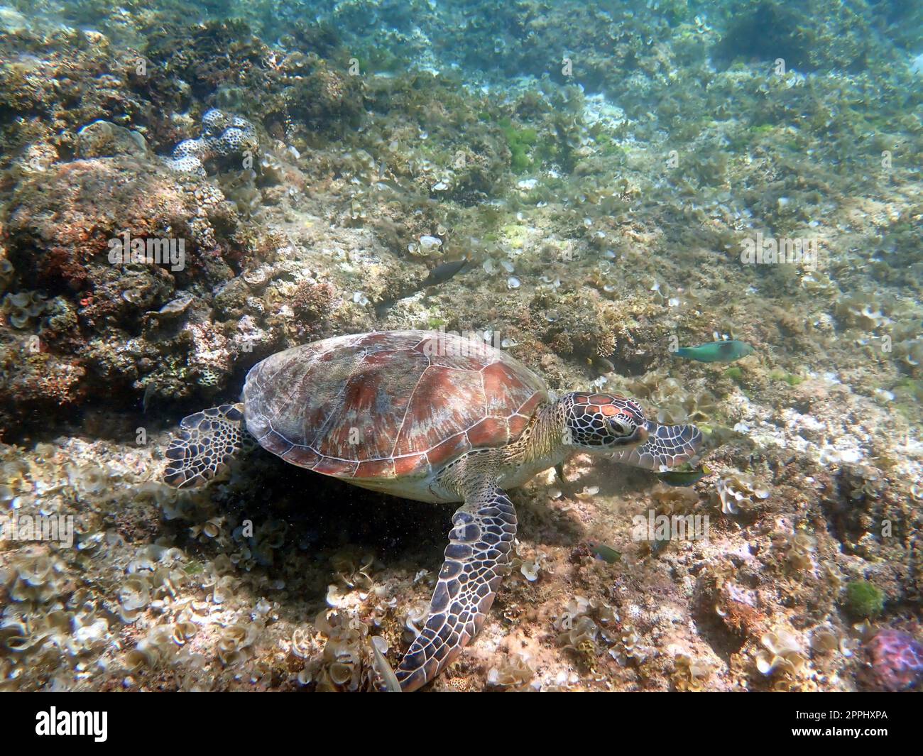 snorkeling with a sea turtle at moalboal on cebu island Stock Photo - Alamy