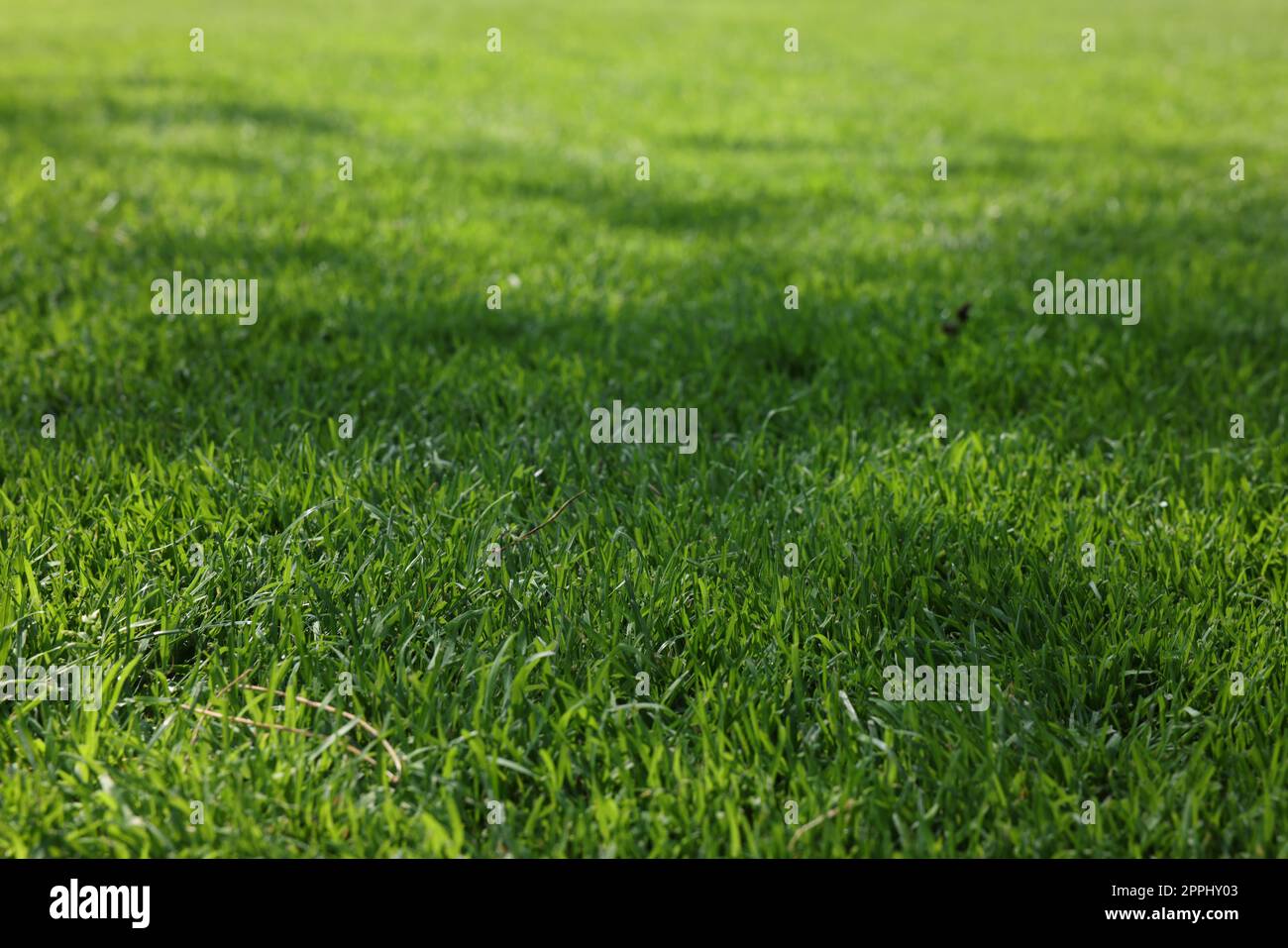 Cut green grass hi-res stock photography and images - Alamy