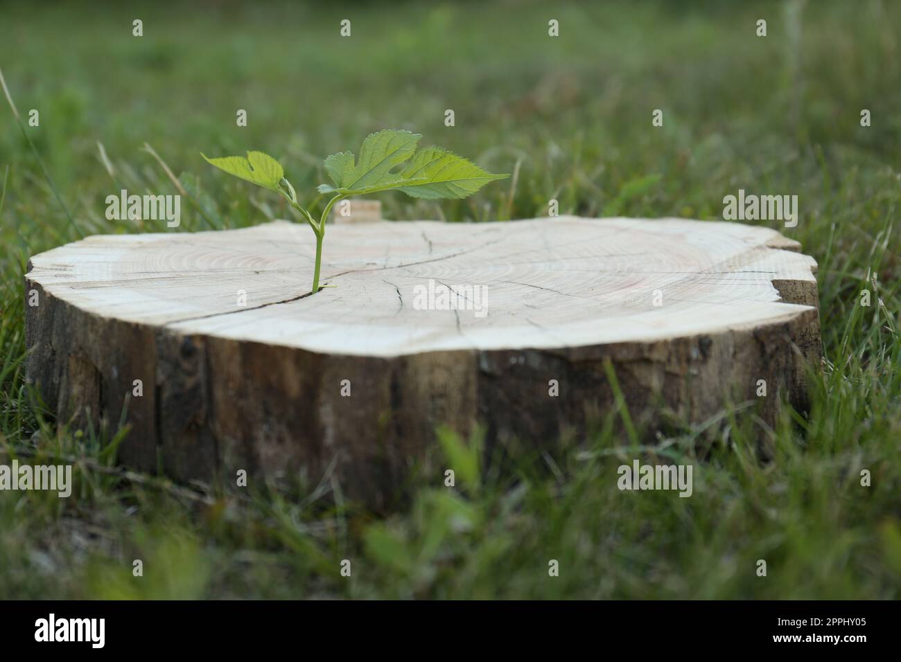 Green seedling growing out of stump outdoors. New life concept Stock ...
