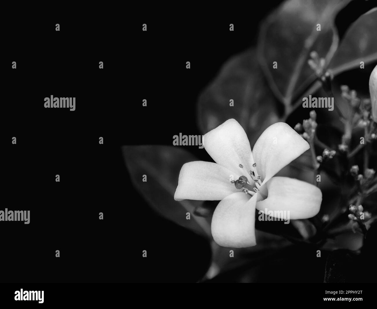 a orange Jasmine flower (Murraya paniculata) , Black and White Stock ...