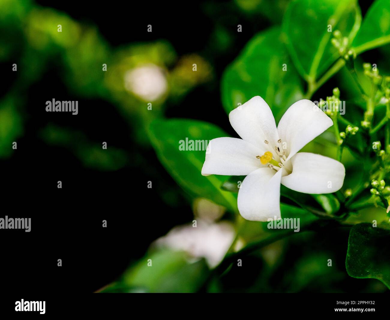 a orange Jasmine flower (Murraya paniculata Stock Photo - Alamy