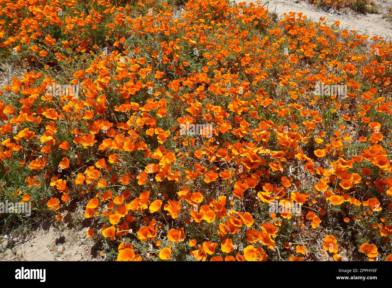 California super bloom 2023 hi-res stock photography and images - Alamy