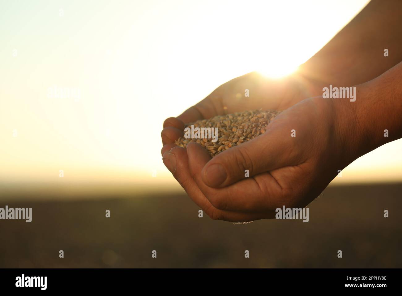 Grains wheat in hands man hi-res stock photography and images - Alamy