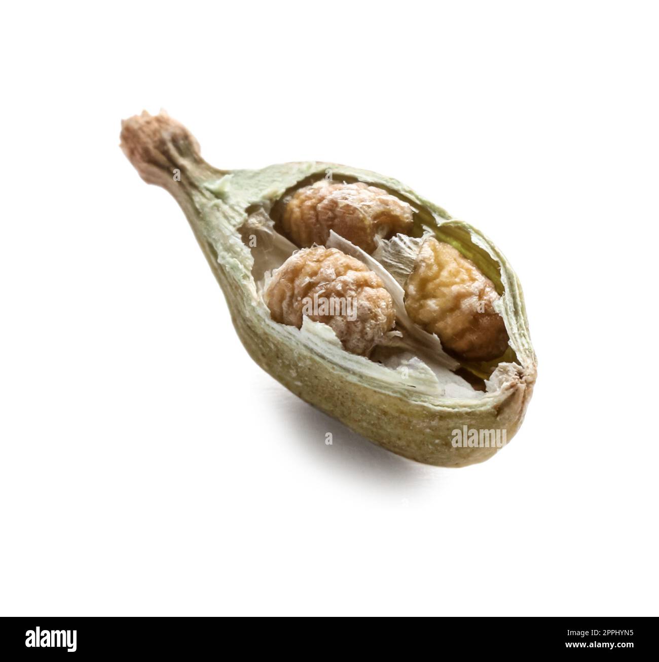 Dry green cardamom pod with seeds isolated on white, closeup Stock ...