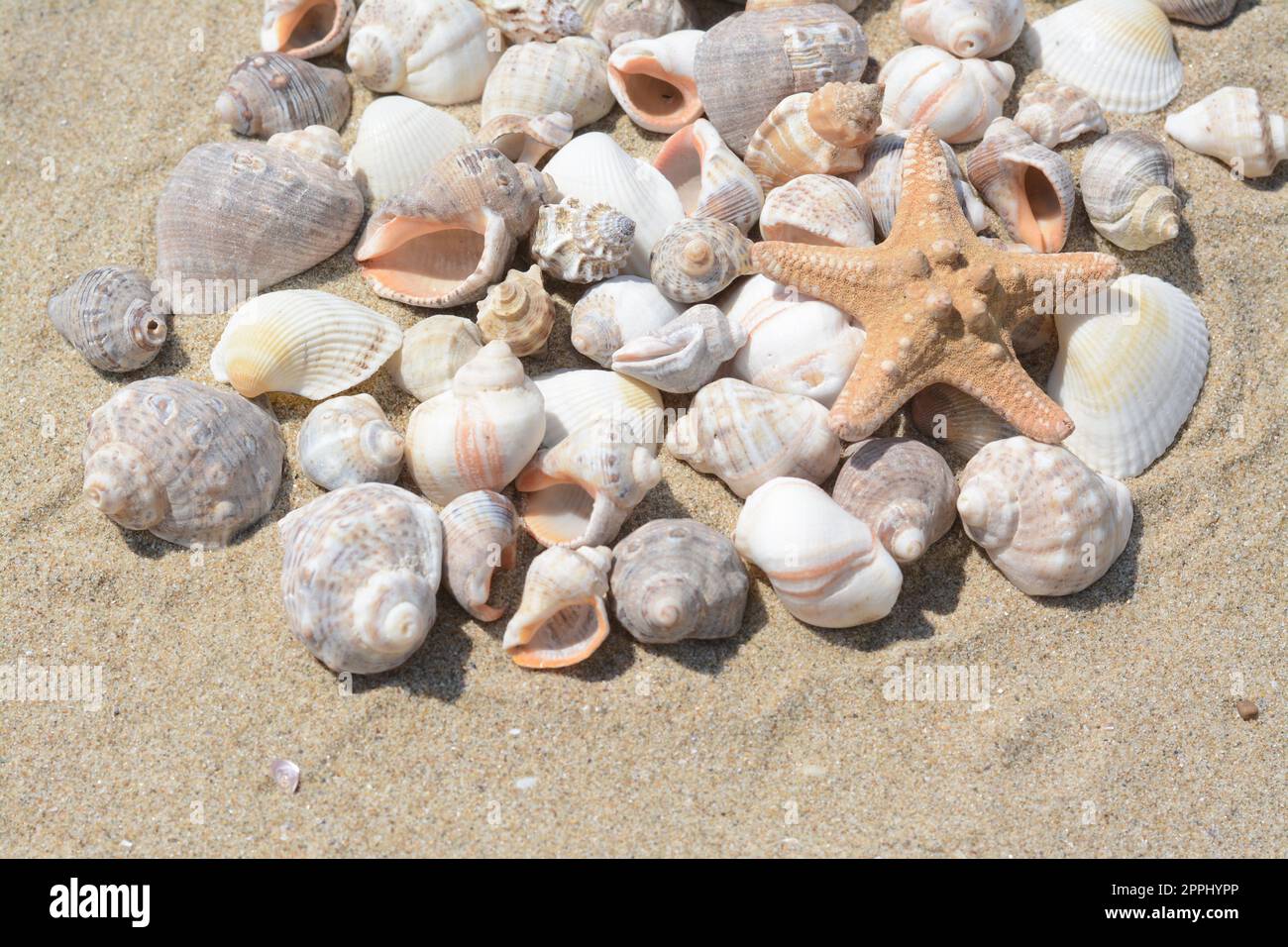 Beautiful starfish and sea shells on sandy beach Stock Photo - Alamy
