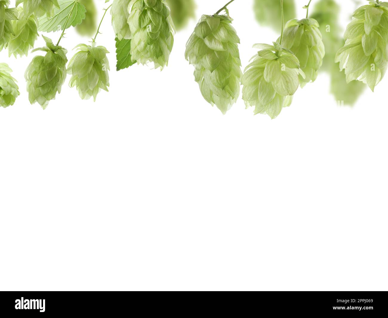 Branches of fresh green hops on white background Stock Photo - Alamy