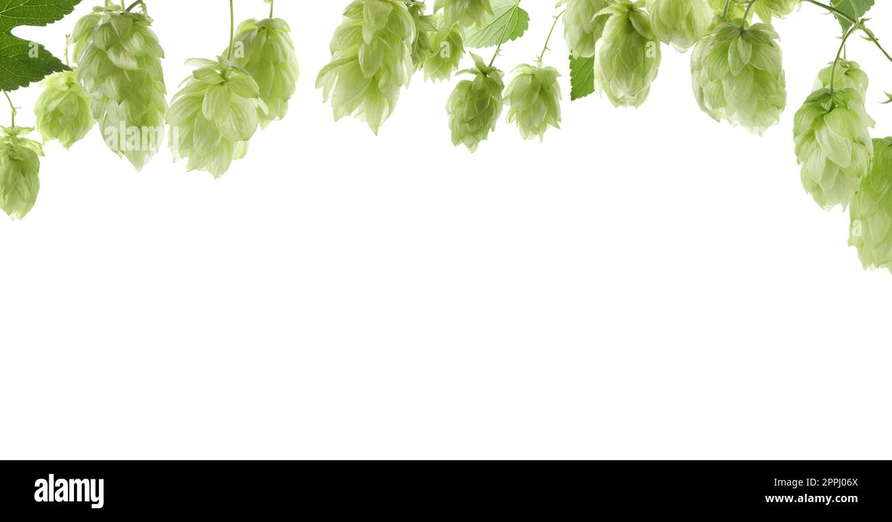 Branches of fresh green hops on white background Stock Photo - Alamy