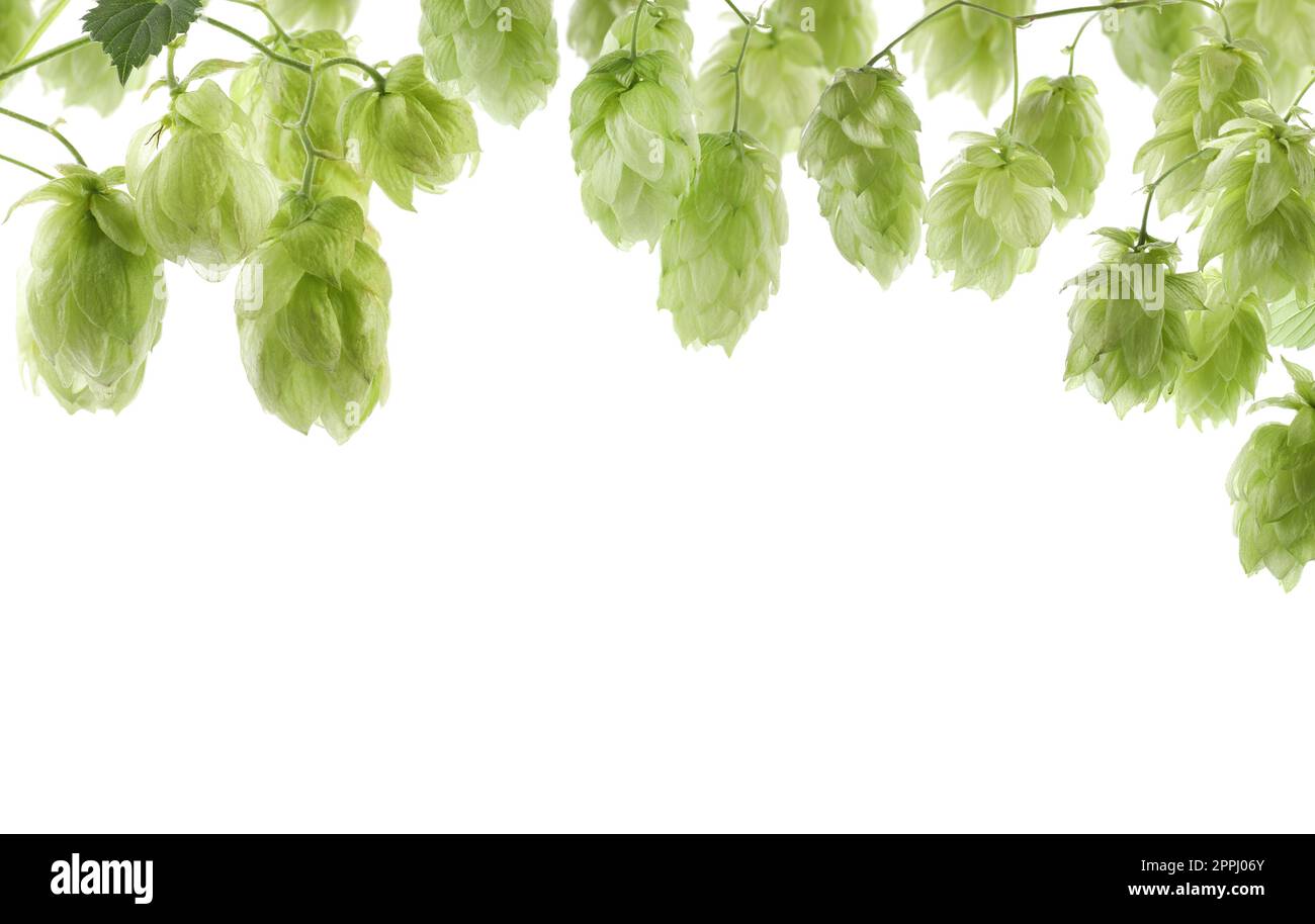 Branches of fresh green hops on white background Stock Photo - Alamy