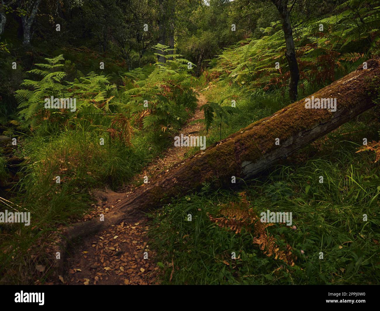 A path in the mountain crossed by a death tree Stock Photo - Alamy