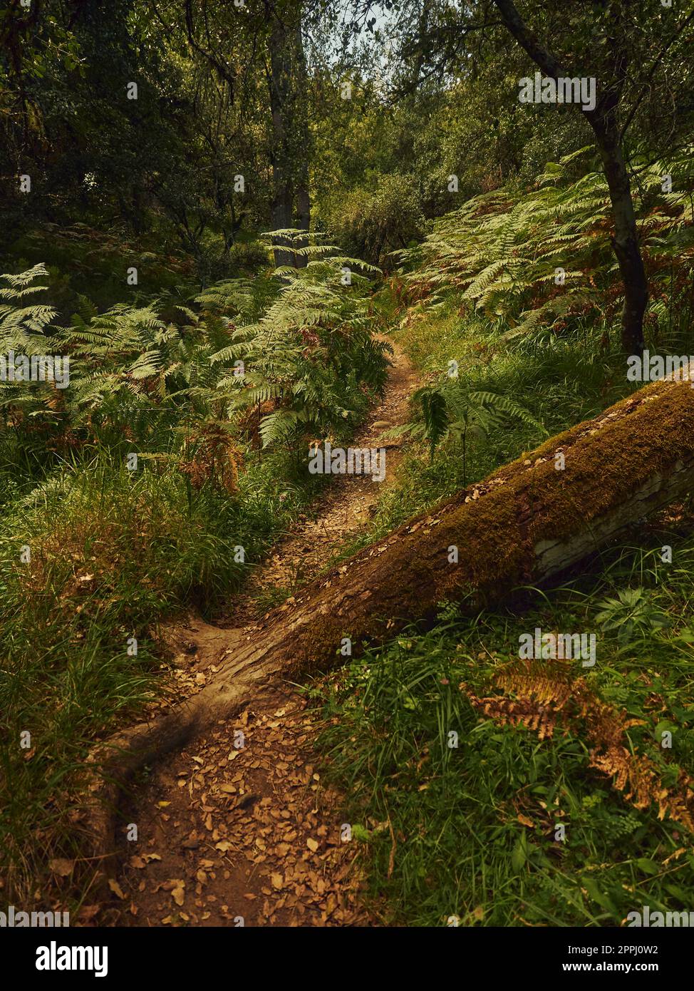 A path in the mountain crossed by a death tree Stock Photo - Alamy