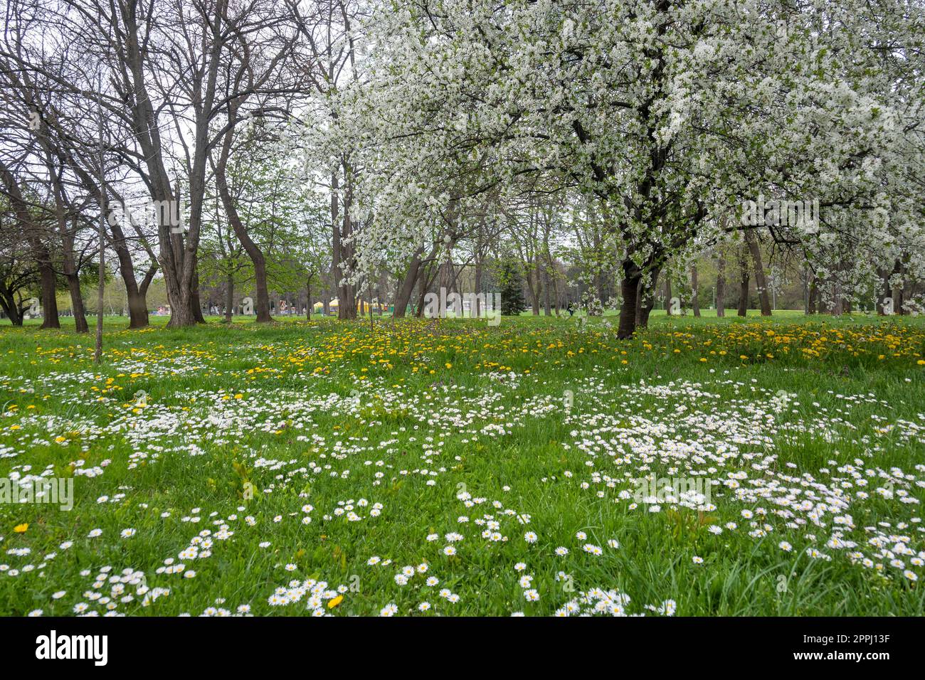 Amazing Spring flowers at South Park in city of Sofia, Bulgaria Stock ...
