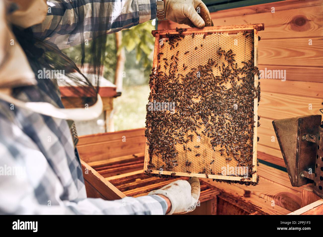 Beekeeper working in apiary. Drawing out the honeycomb from the hive ...