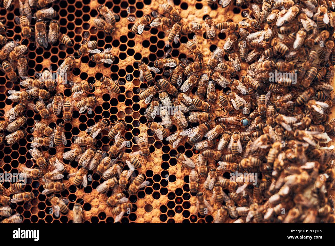 Colony of bees. Beekeeper working in apiary. Drawing out the honeycomb ...