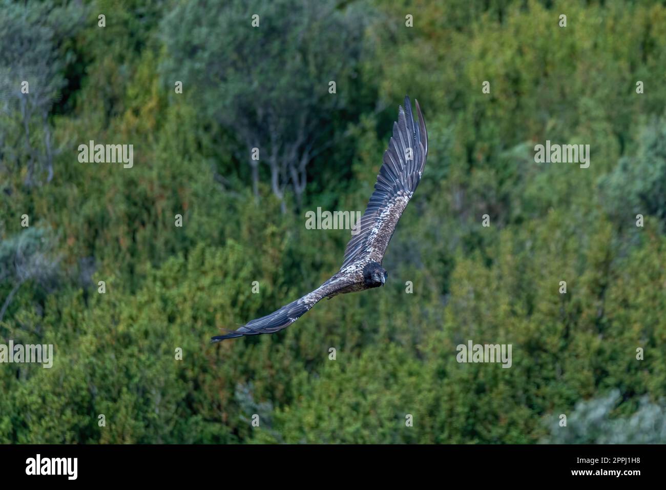 Crows flying in forest hi-res stock photography and images - Alamy