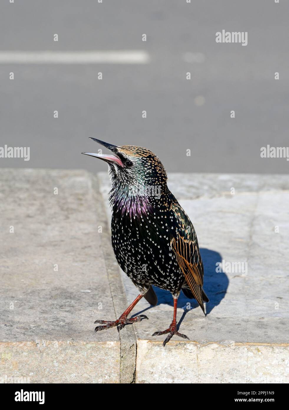 Common starling standing on hi-res stock photography and images - Alamy