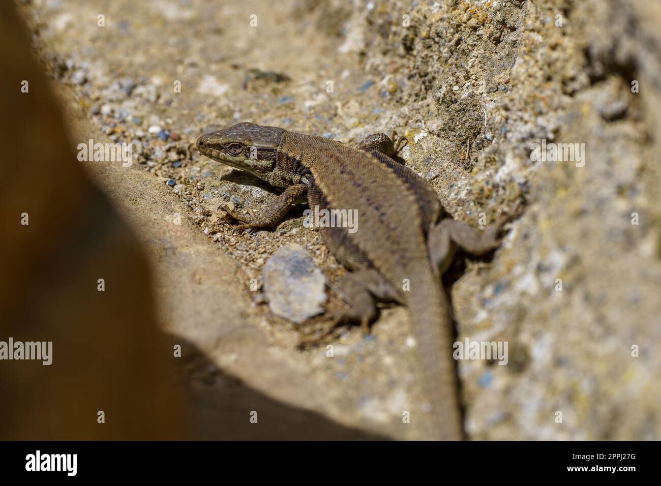 Lizard with wings hi-res stock photography and images - Alamy