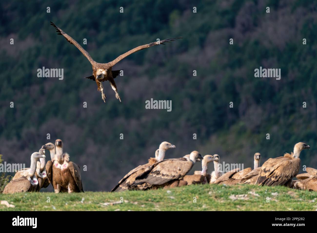 Roosting vultures hi-res stock photography and images - Alamy