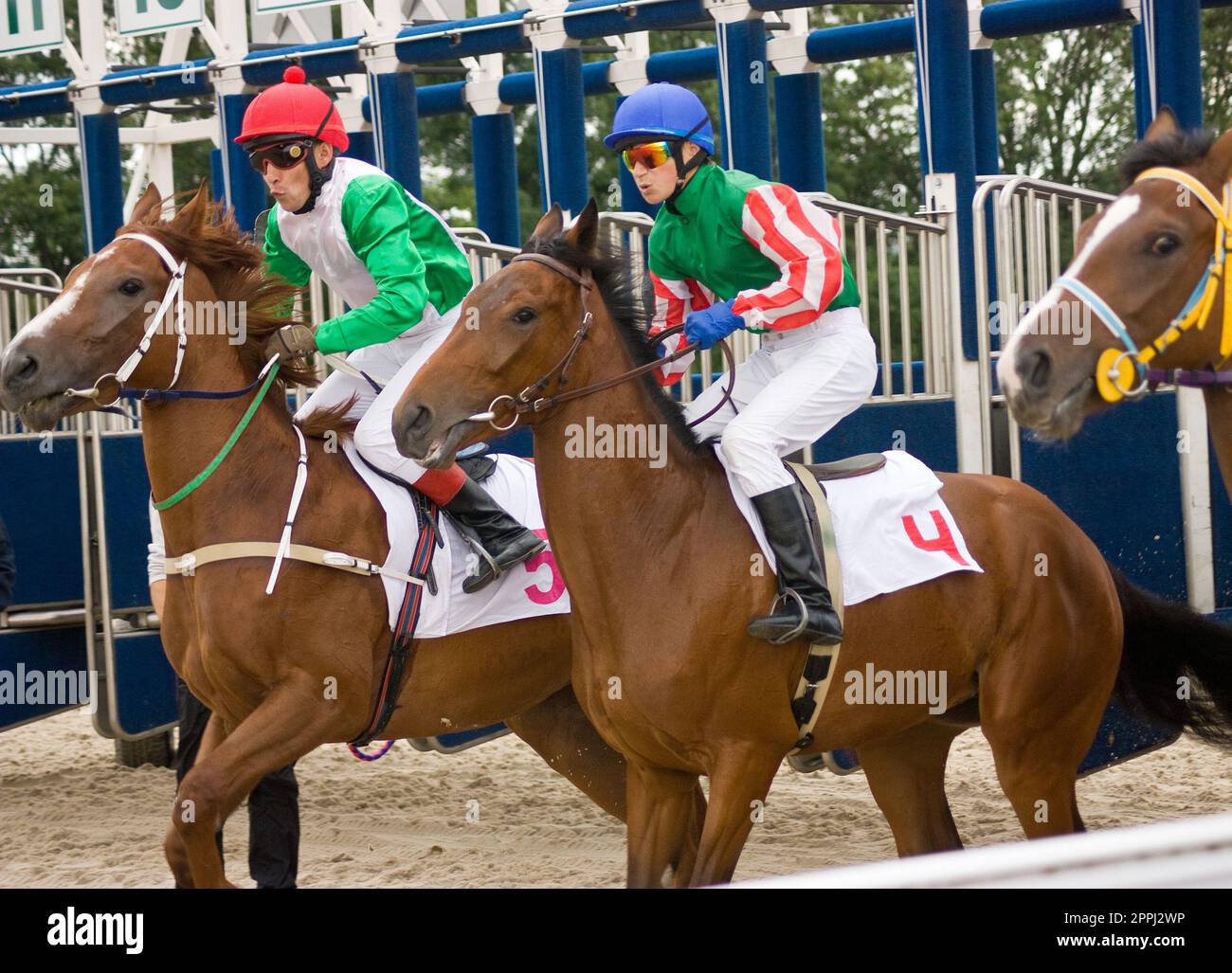 Racing horse breed hi-res stock photography and images - Alamy