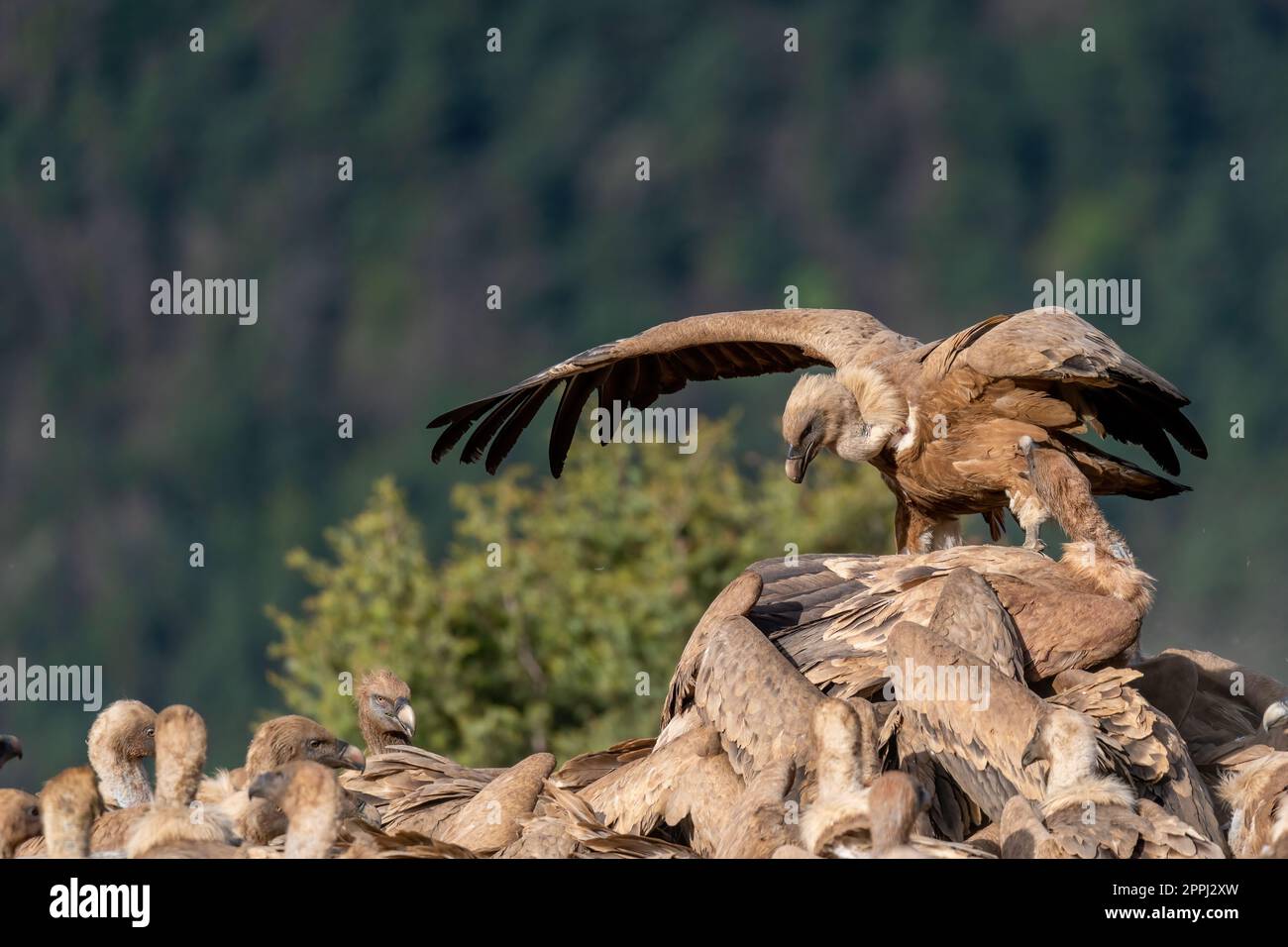 young bearded vulture flying with out-of-focus forest in the background ...