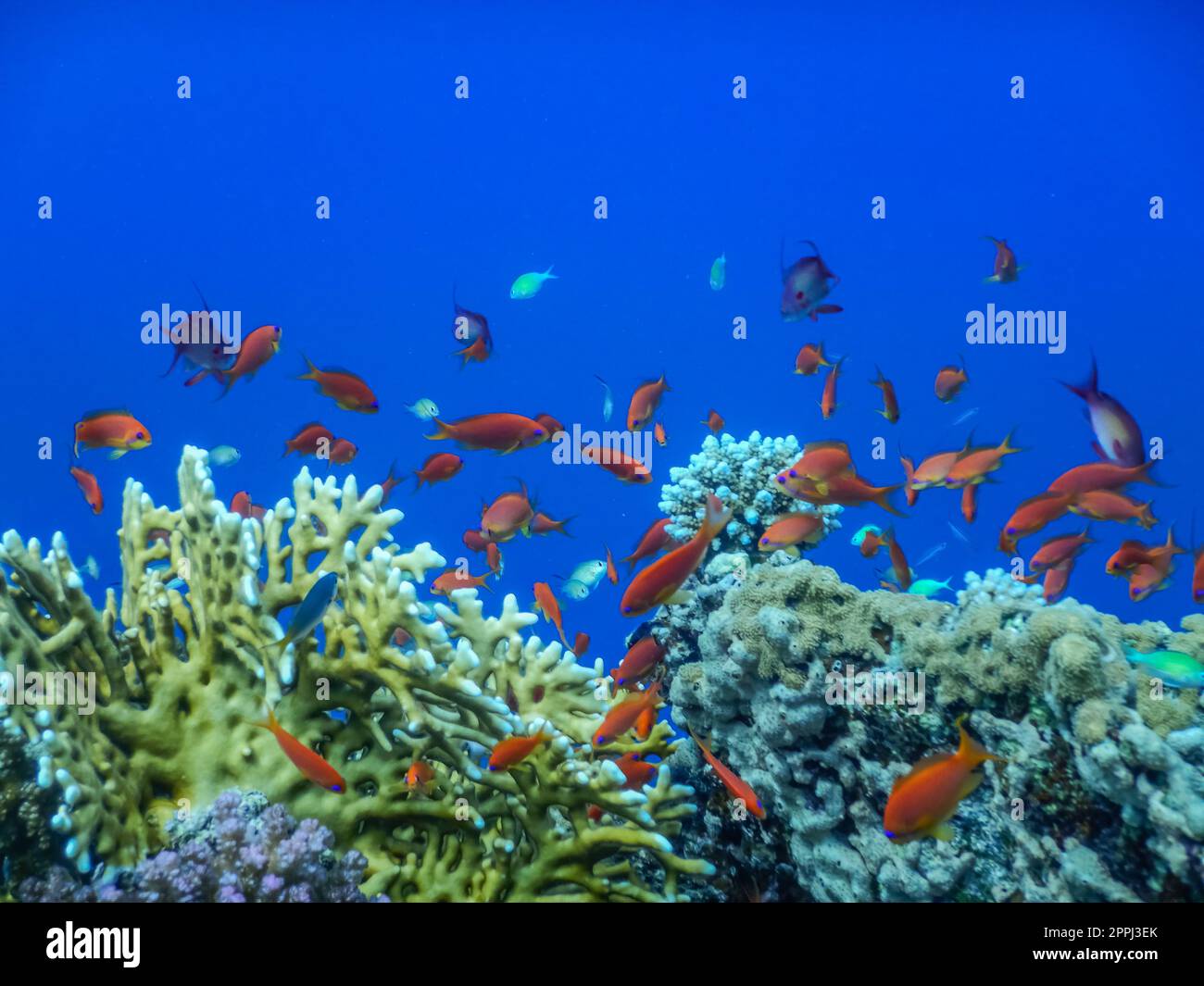 amazing deep blue water with colorful fishes over corals while diving ...