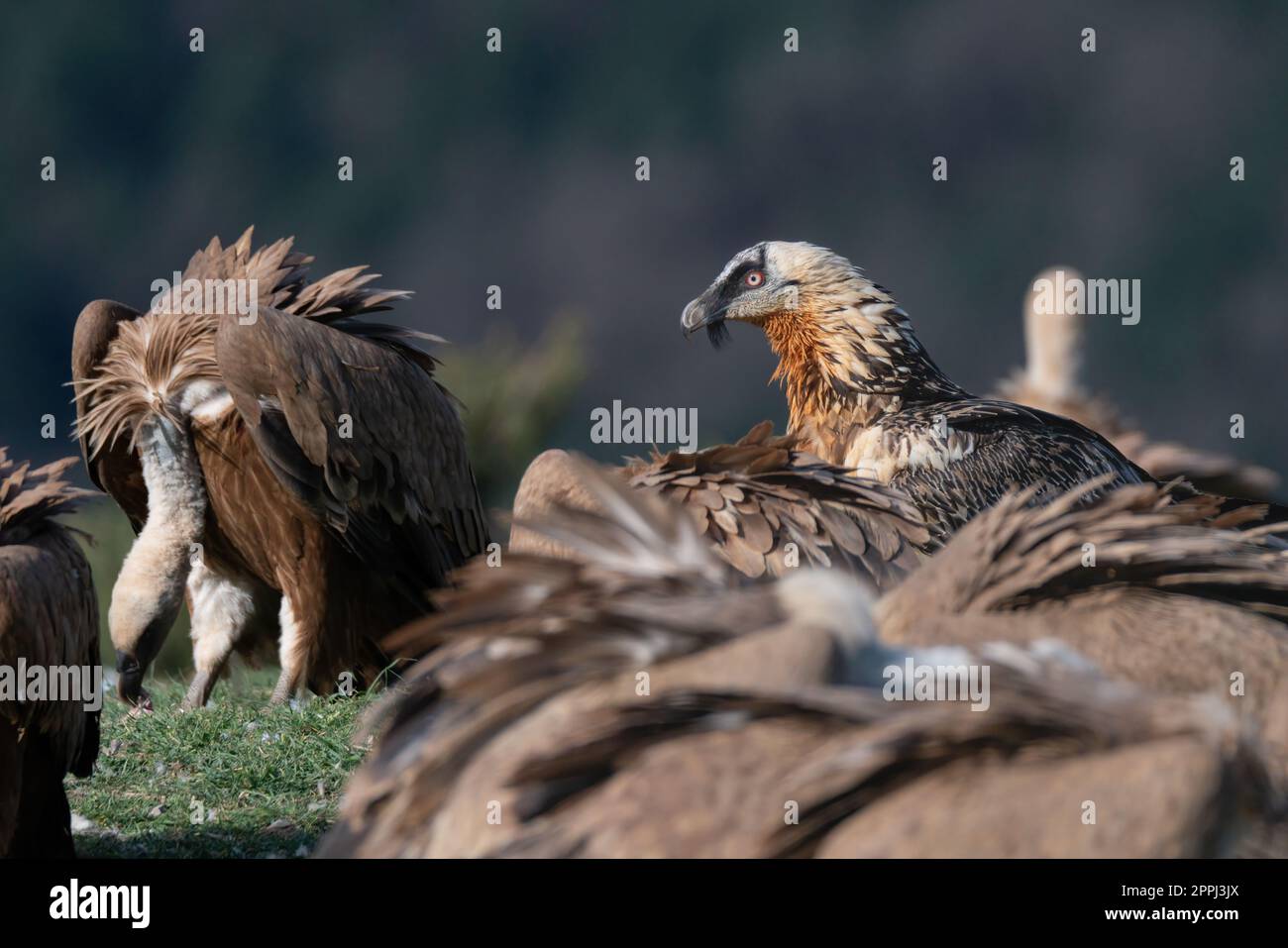 Adult Bearded Vulture perched with vultures around it Stock Photo - Alamy