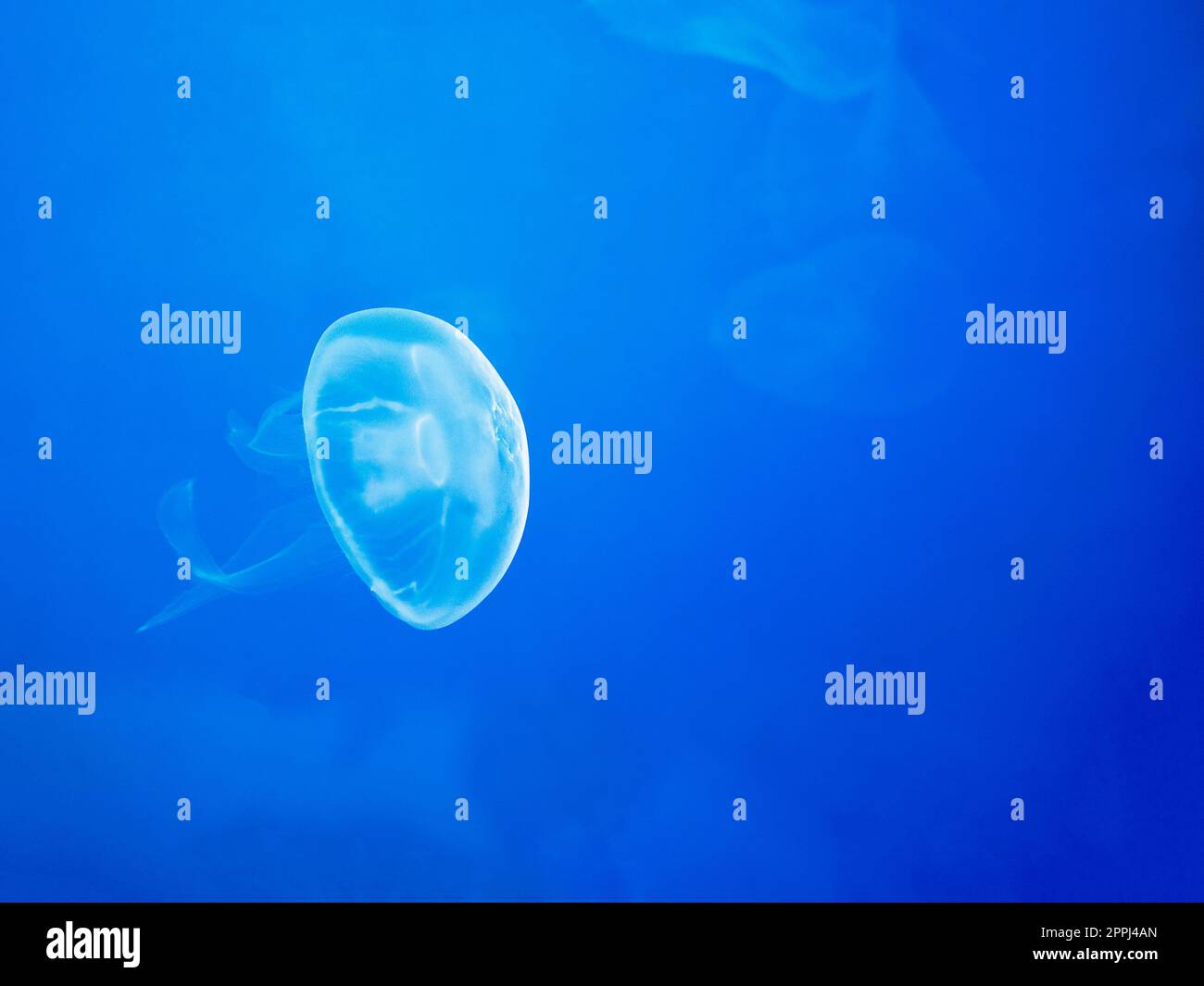 Moon Jellyfish Swim Underwater, with a Soft Bioluminescence Stock Photo ...