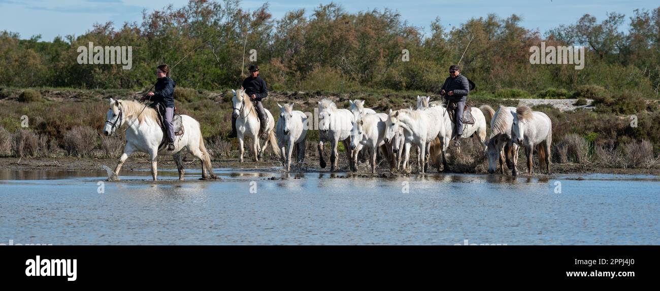 White horses in Camargue, France Stock Photo - Alamy