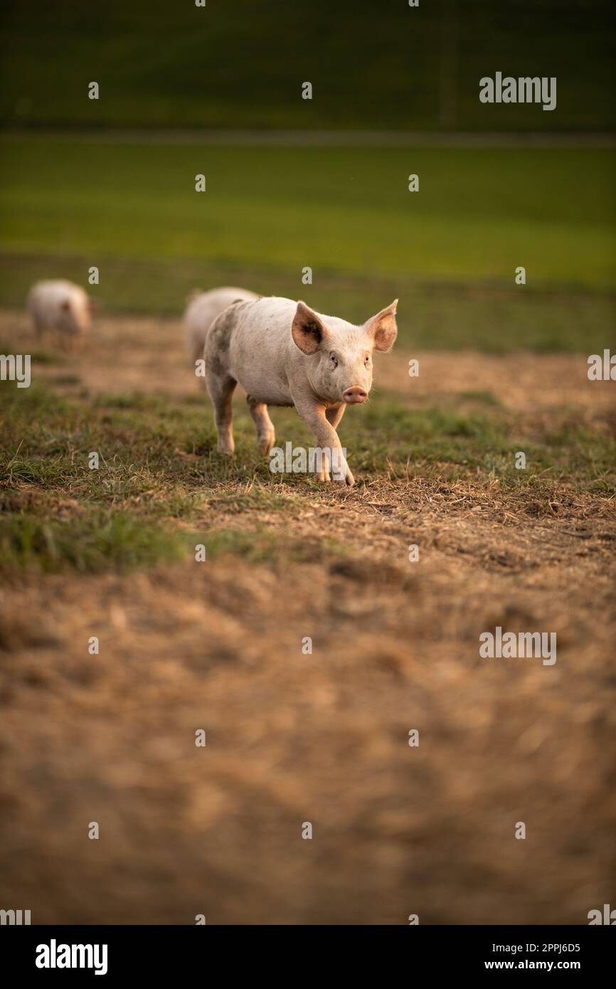 Pigs eating on a meadow in an organic meat farm - telephoto lens shot ...