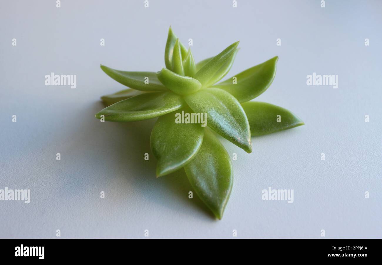 Top of plant branch in a shape of flower on the plastic surface angle ...