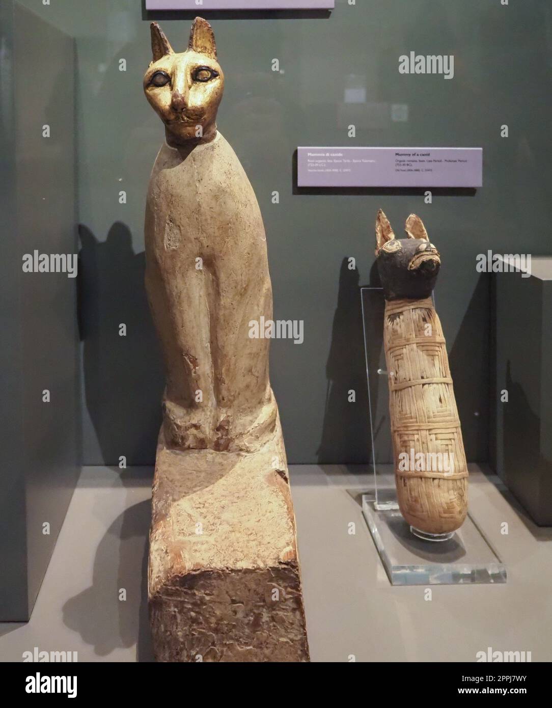 Cat and dog mummy at Egyptian Museum in Turin Stock Photo - Alamy