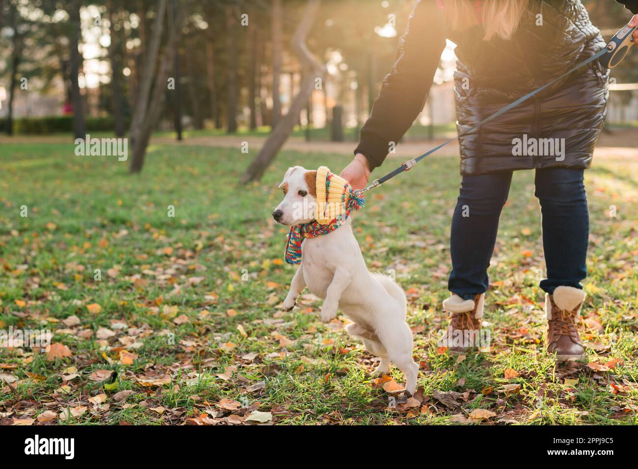 Woman pet owner walking dog jack russell terrier in funny clothes on ...