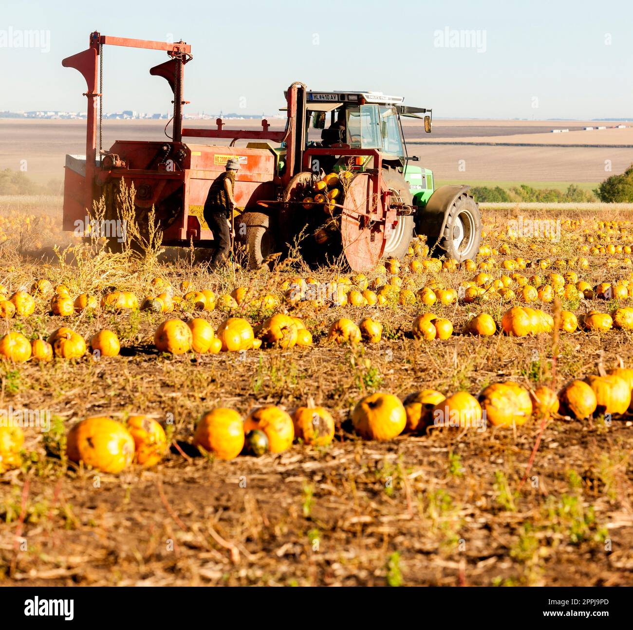 pumpkin field with a tractor during the harvest, Lower Austria Stock ...