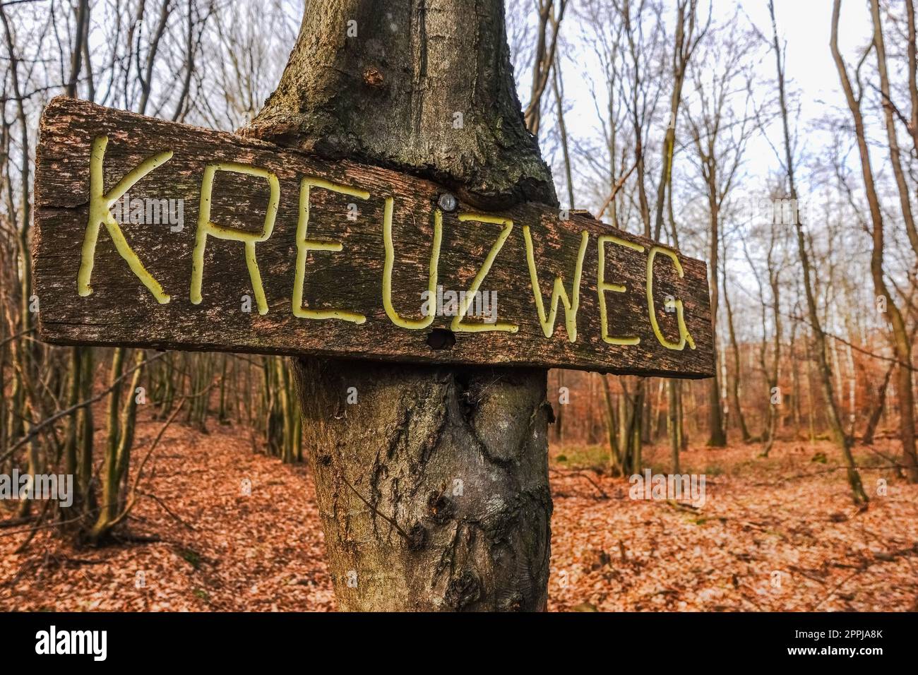 Ingrown tree hi-res stock photography and images - Alamy