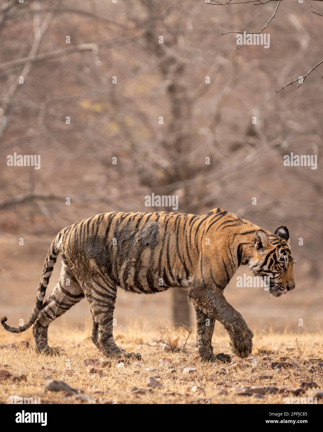 Walking Tiger Profile