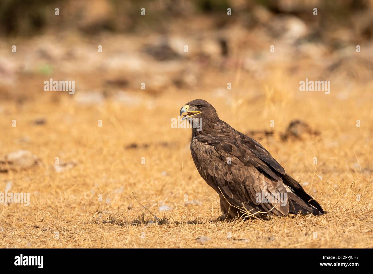 Steppe eagle or Aquila nipalensis with wingspan in golden hour light during winter migration at ...