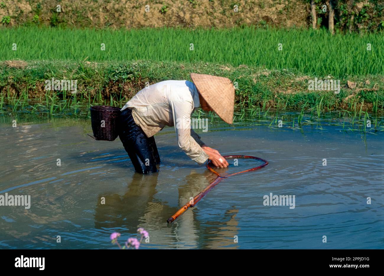 Scanned slide of historical color photograph of unrecognizable person ...