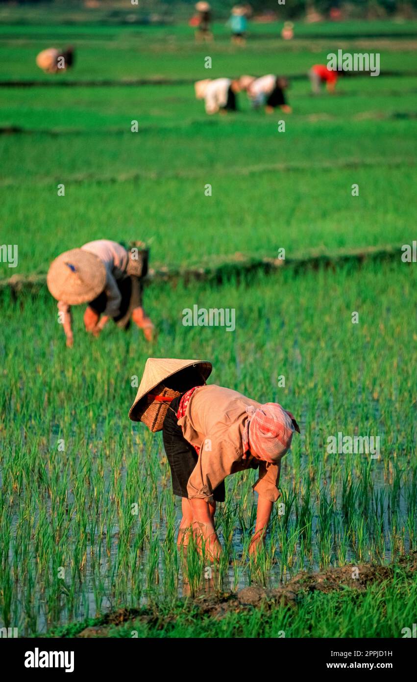 Scanned slide of historical color photograph of unrecognizable people ...