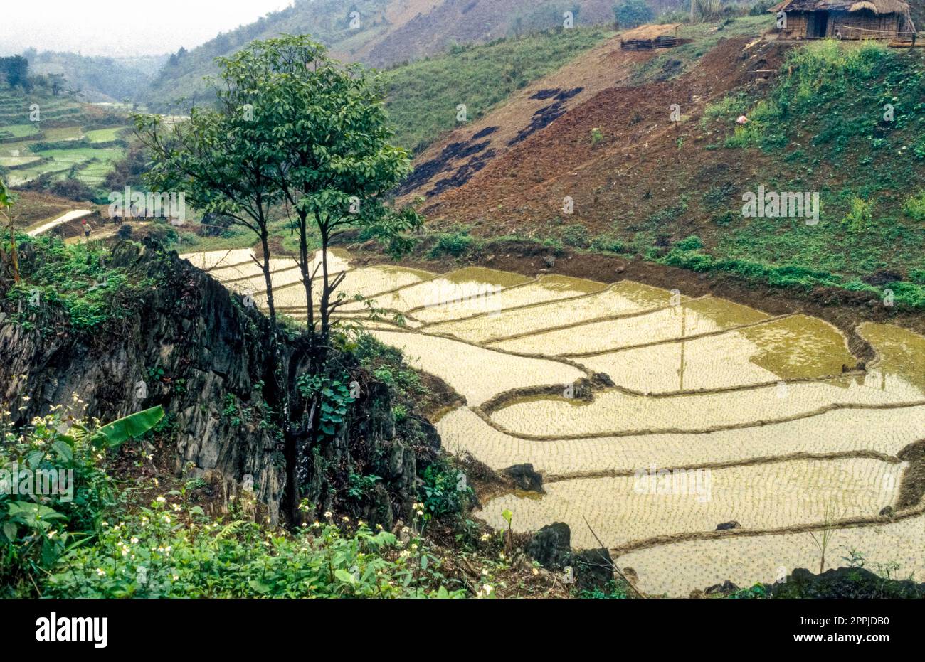 Scanned slide of historical color photograph of rice fields in Vietnam ...